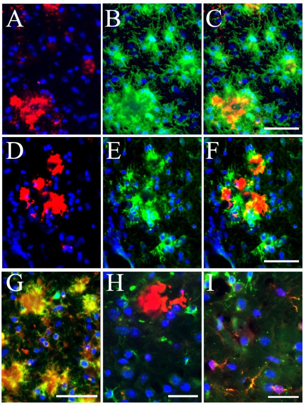 anti-CD45 antibody | Rat CD45 Monoclonal Antibody (Clone IBL-3/16)-P06800.3